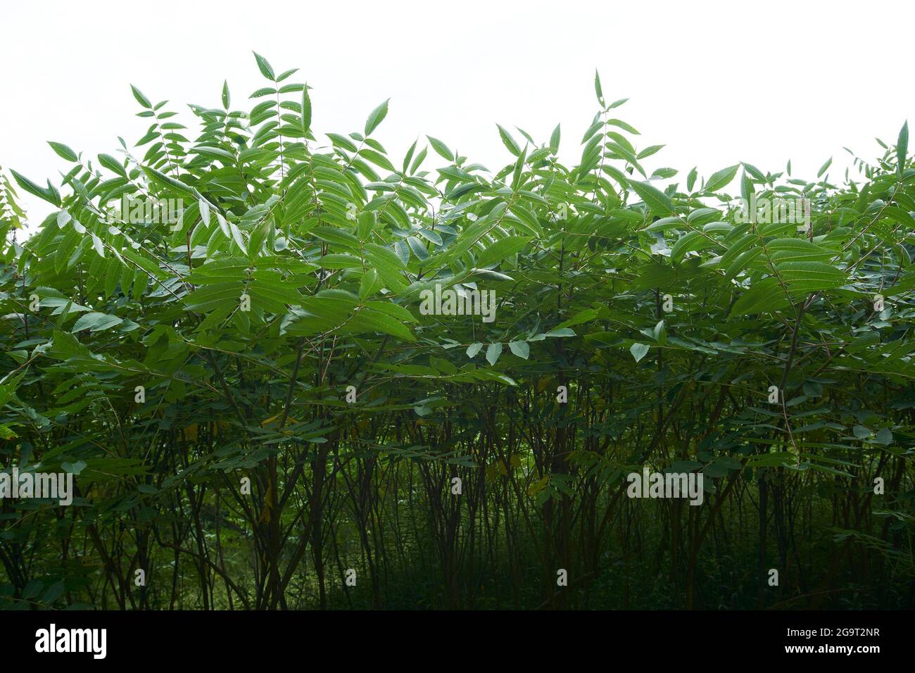 Aztalan mounds hi-res stock photography and images - Alamy