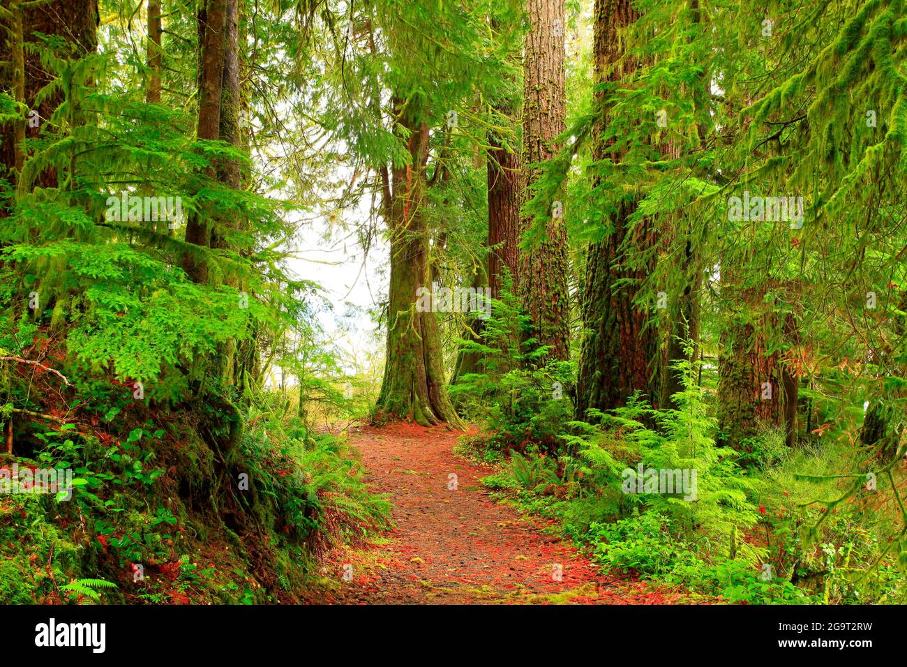 a exterior picture of an Pacific Northwest rainforest trail Stock Photo ...