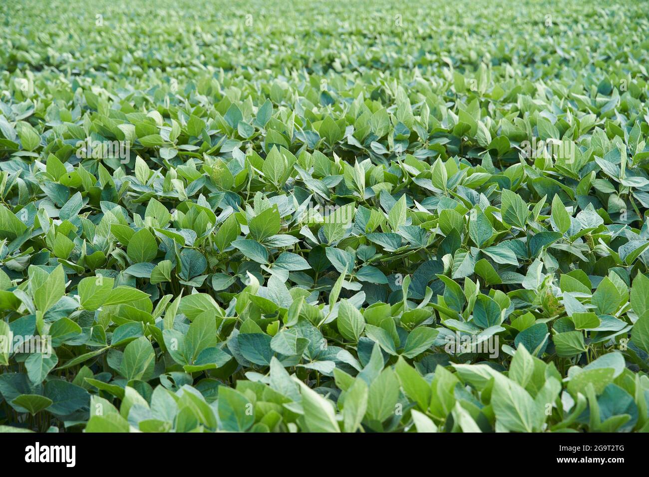 Soybean leaves hi-res stock photography and images - Alamy