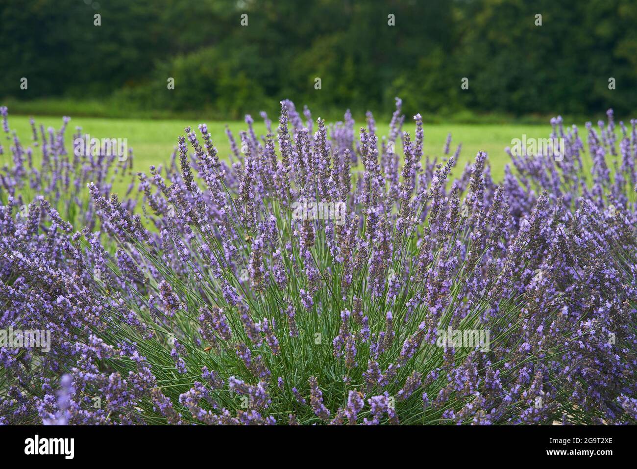Close up of lavender bush Stock Photo - Alamy