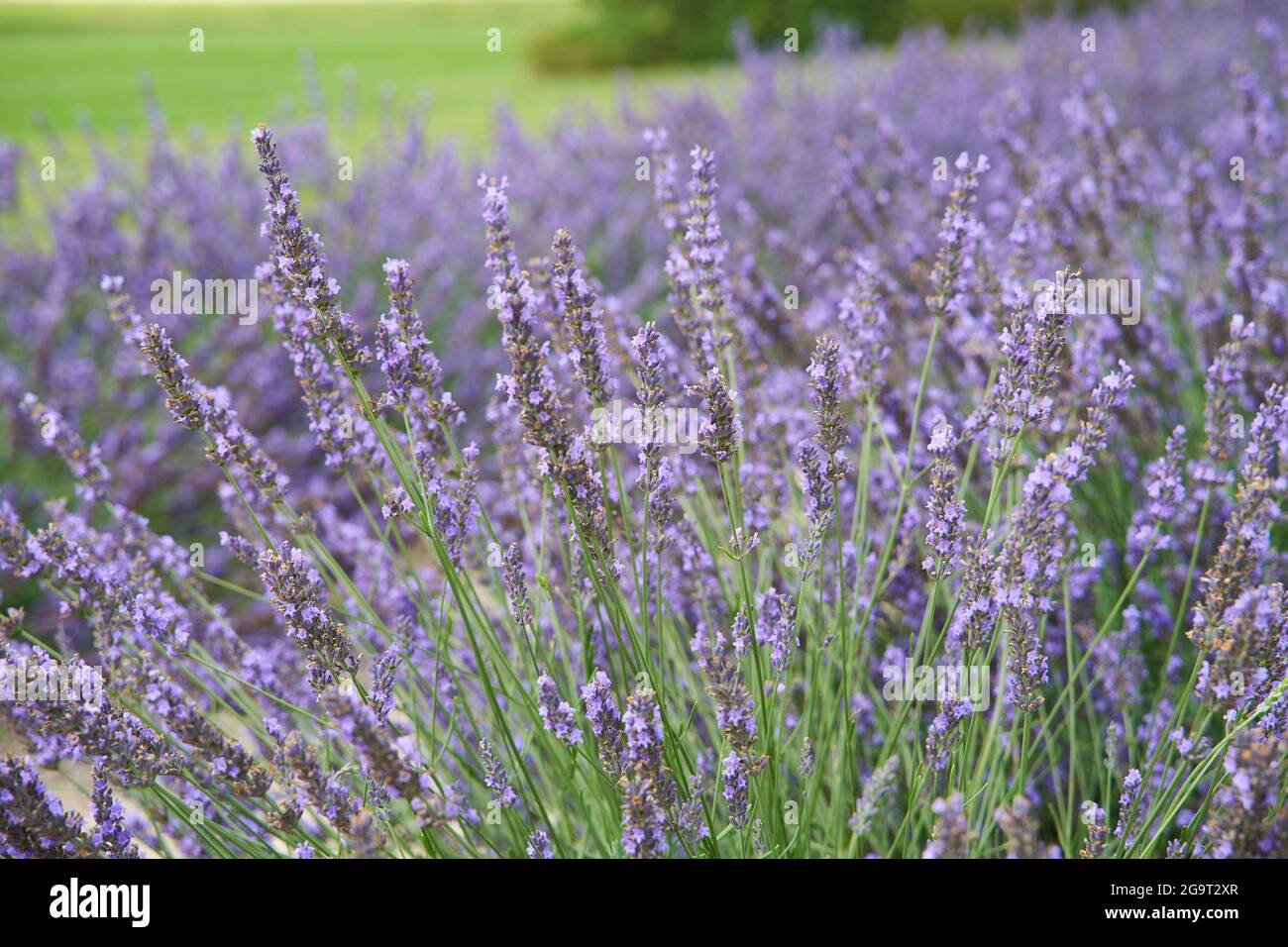 Close up of lavender bush Stock Photo - Alamy