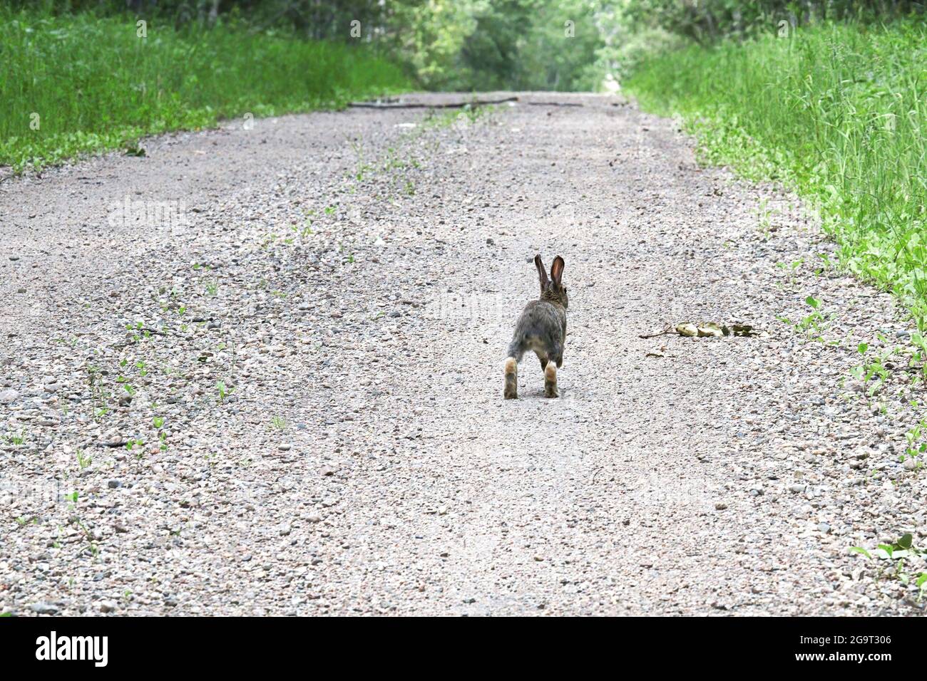 The back end of a rabbit as it runs down a road Stock Photo - Alamy