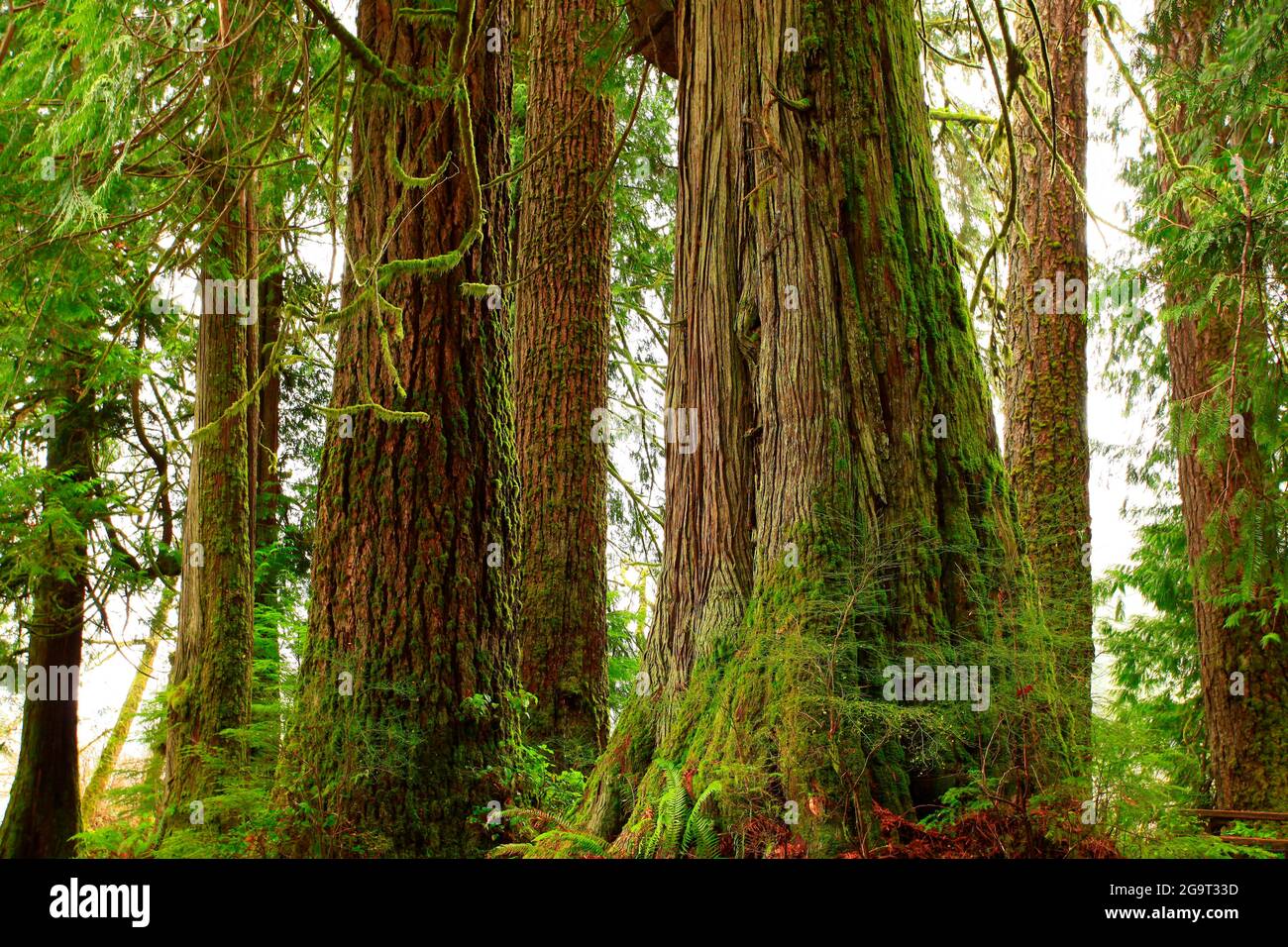 a exterior picture of an Pacific Northwest rainforest with conifer ...