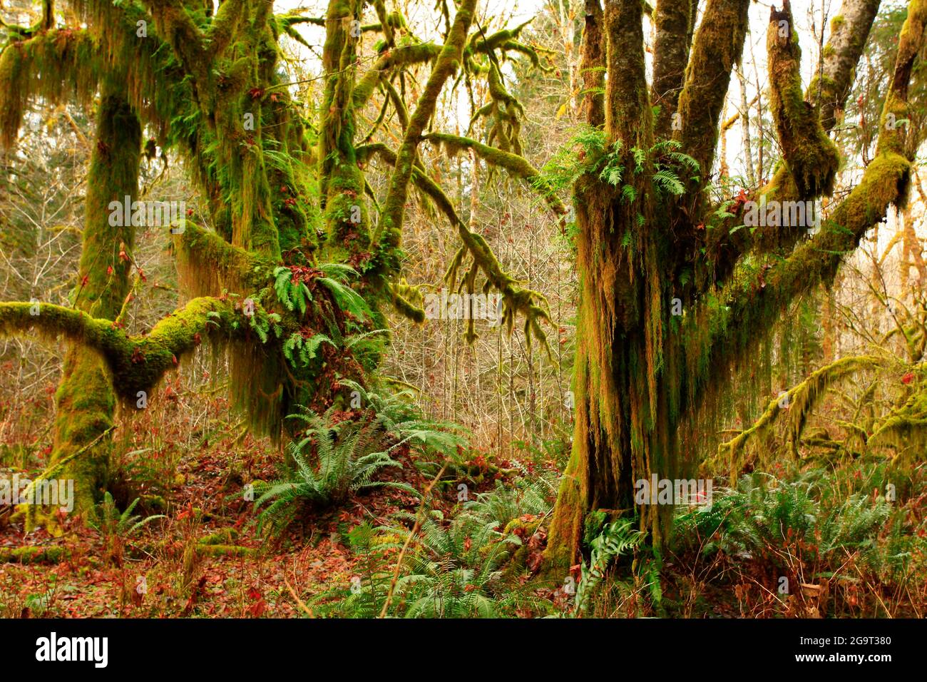a exterior picture of an Pacific Northwest rainforest Stock Photo - Alamy