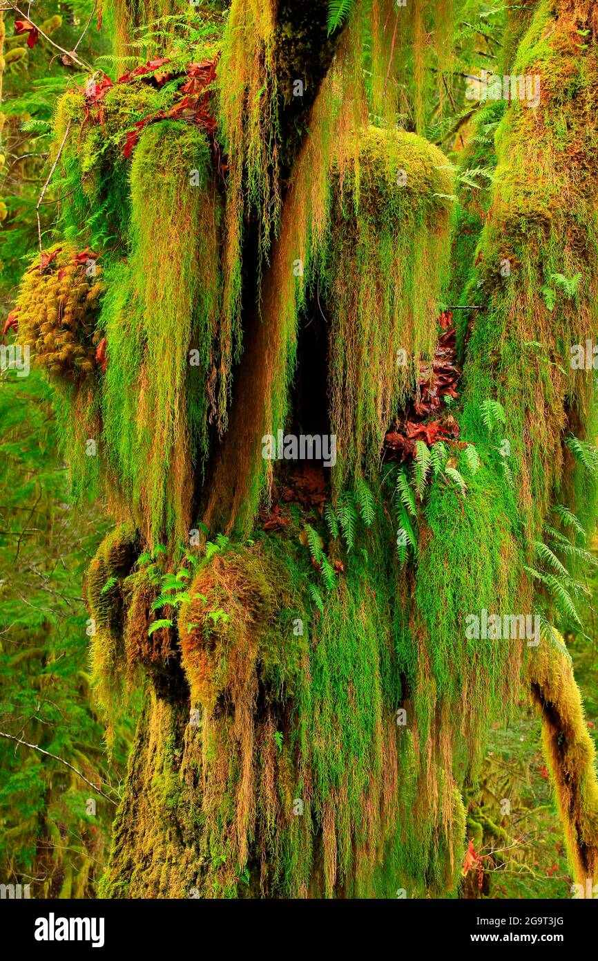 a exterior picture of an Pacific Northwest rainforest Stock Photo - Alamy