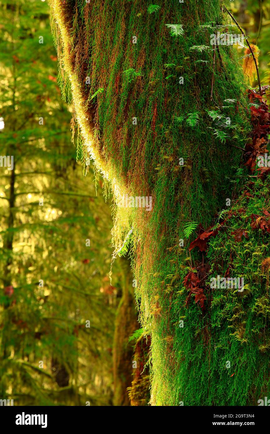 a exterior picture of an Pacific Northwest rainforest Stock Photo - Alamy