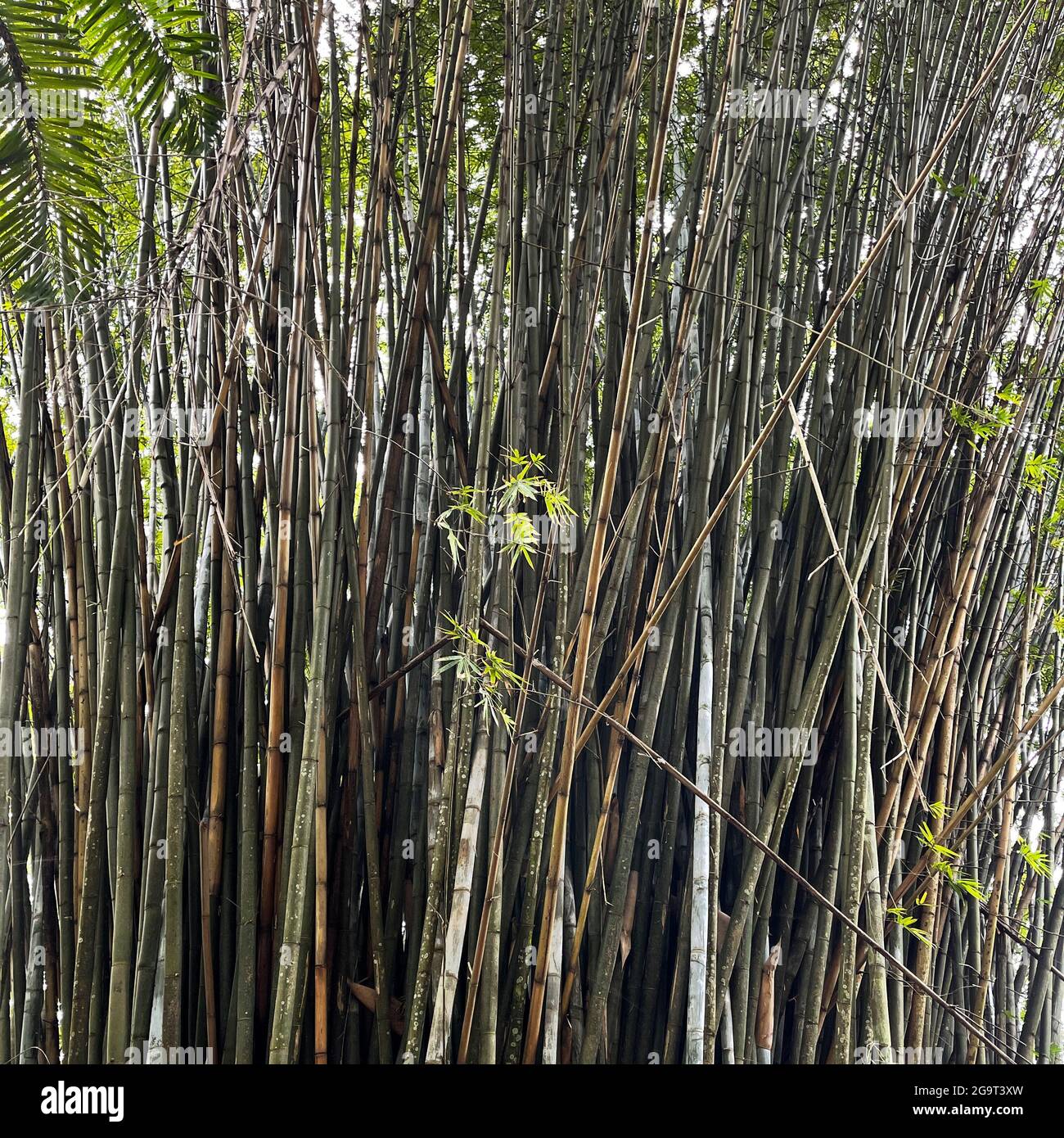A bamboo plant at a botanical garden in Florida Stock Photo - Alamy