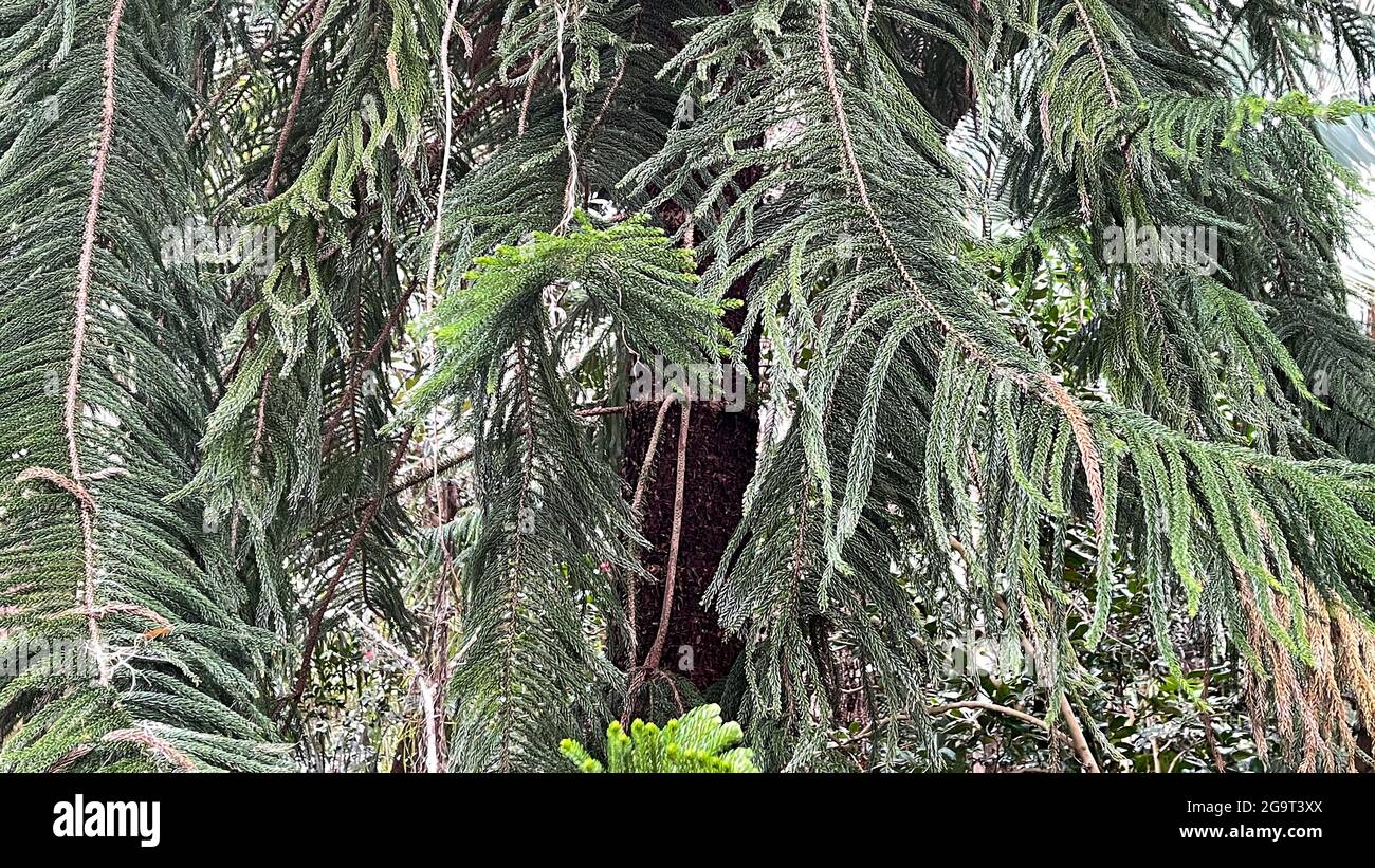 A green pine tree at a botanical garden in Florida that can be used as ...