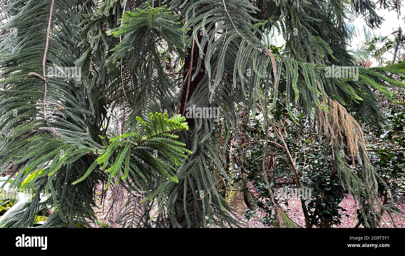 A green pine tree at a botanical garden in Florida that can be used as ...