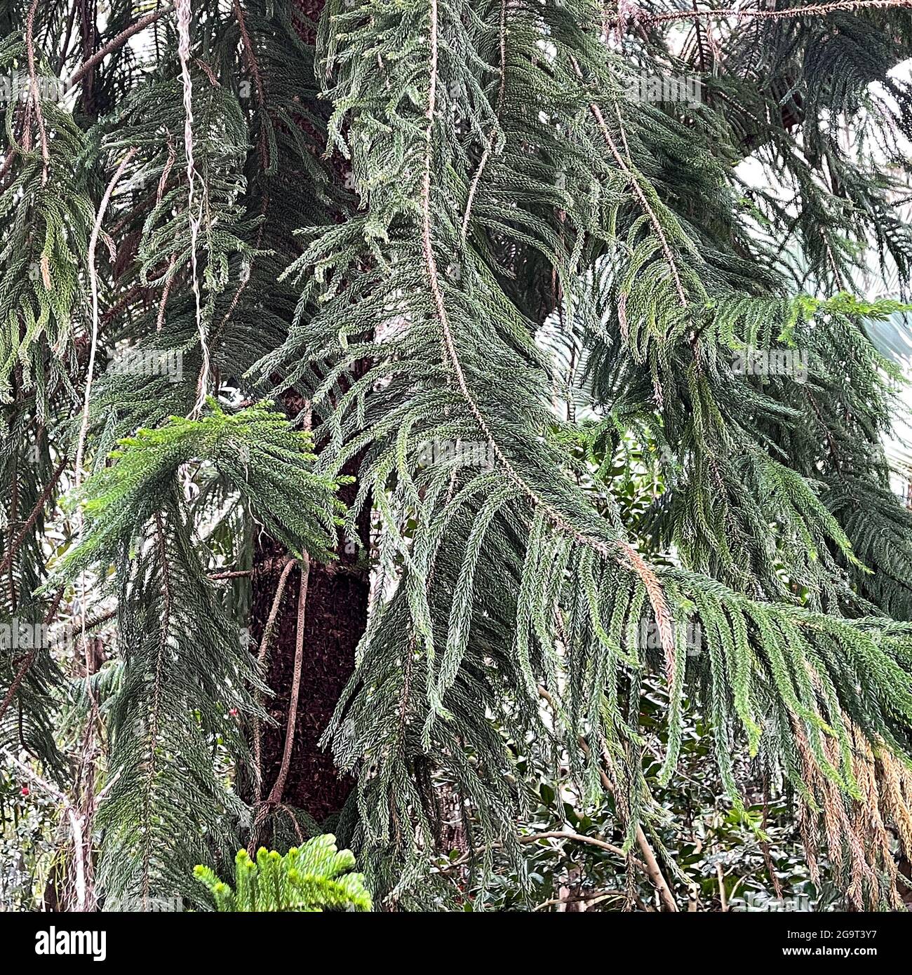 A green pine tree at a botanical garden in Florida that can be used as ...