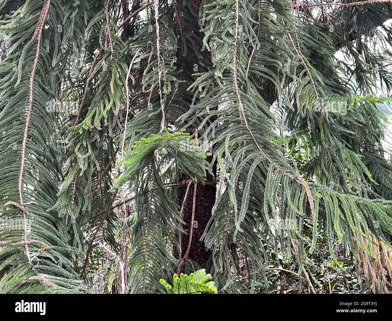 A green pine tree at a botanical garden in Florida that can be used as ...