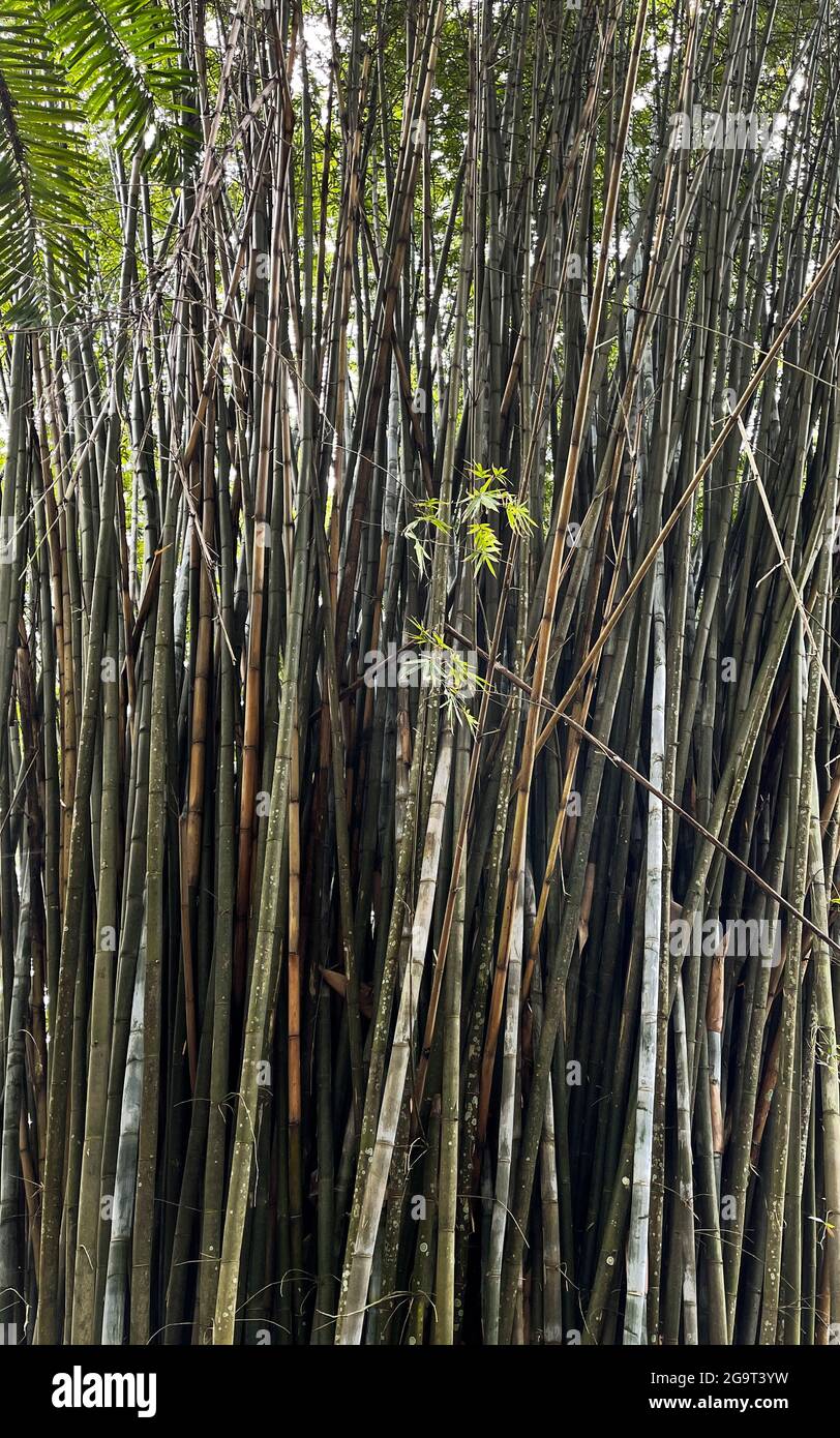 A bamboo plant at a botanical garden in Florida Stock Photo - Alamy