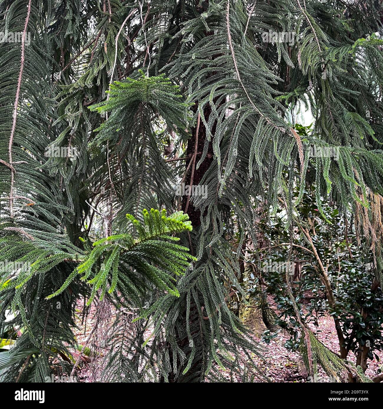A green pine tree at a botanical garden in Florida that can be used as ...