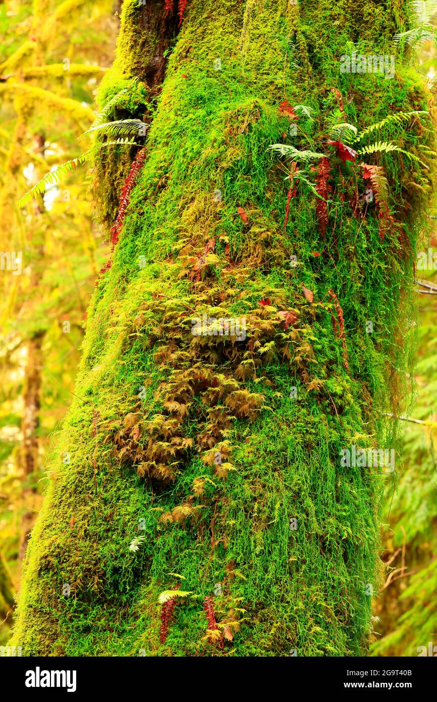 a exterior picture of an Pacific Northwest rainforest Stock Photo - Alamy