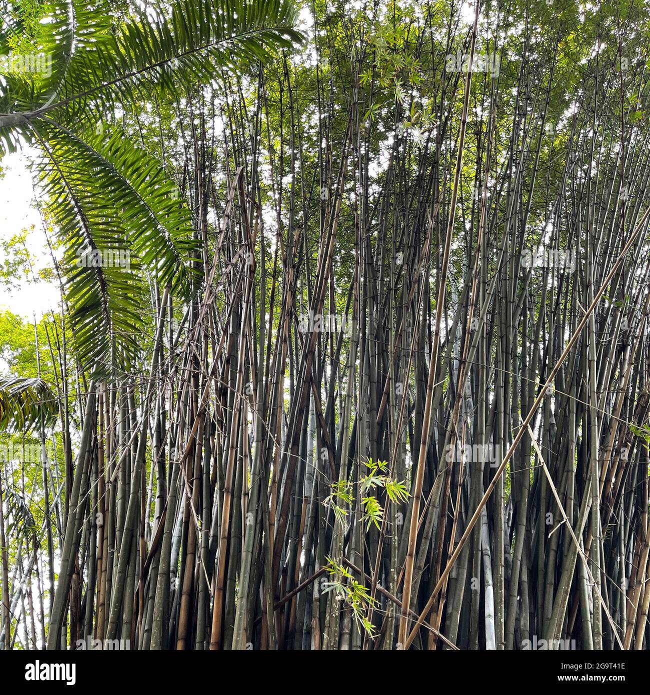 A bamboo plant at a botanical garden in Florida Stock Photo - Alamy