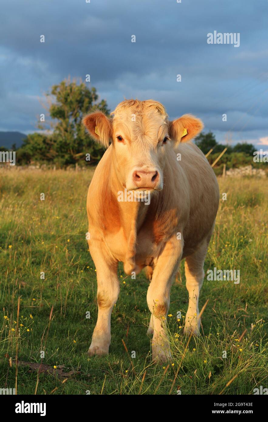 Cattle: Charolais breed bullock on farmland in rural Ireland during ...