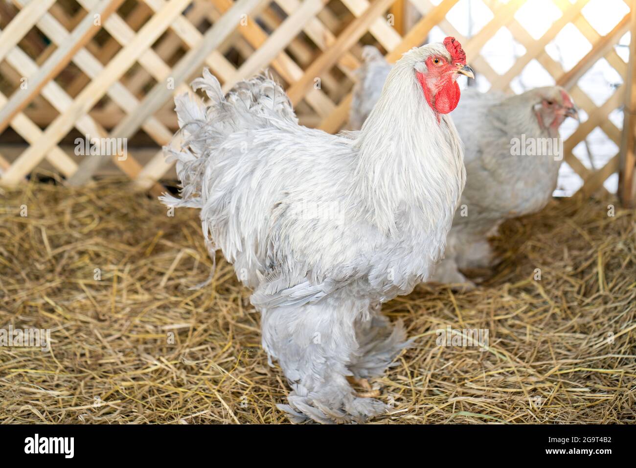 White fluffy rooster in a barn Stock Photo - Alamy