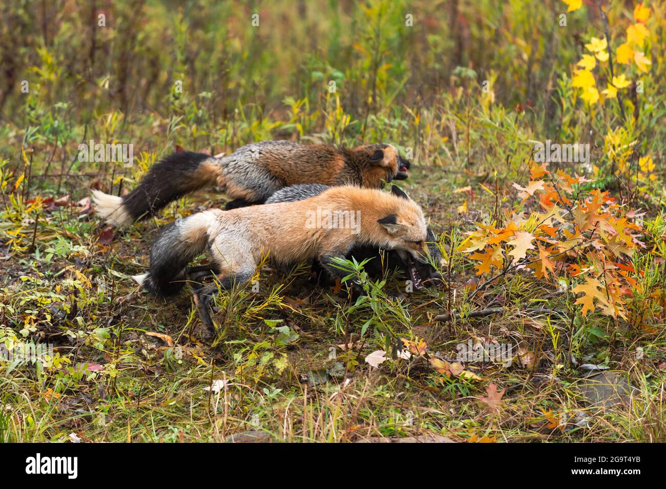 Cross phase red fox hi-res stock photography and images - Alamy