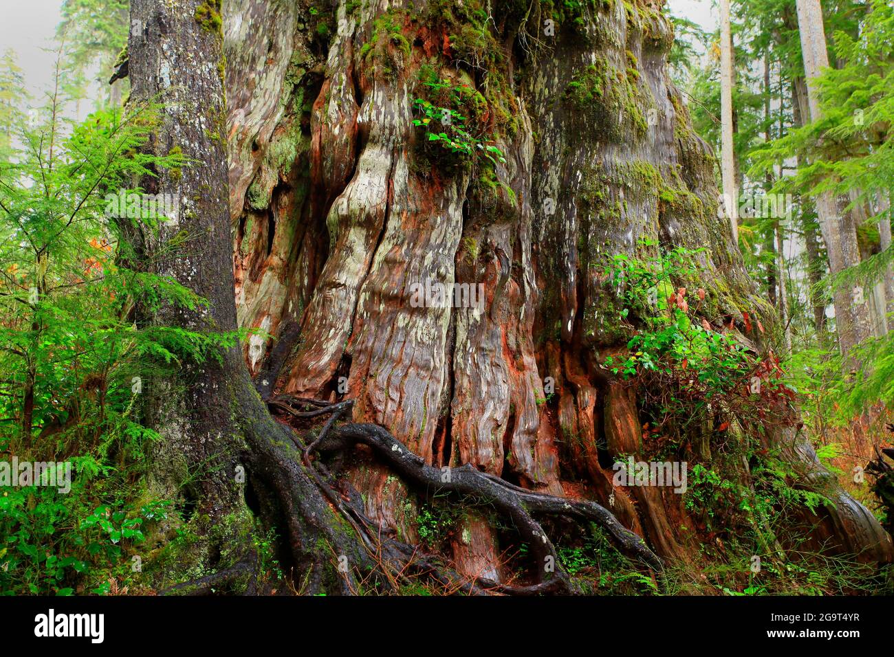 a exterior picture of an Pacific Northwest rainforest with old growth ...