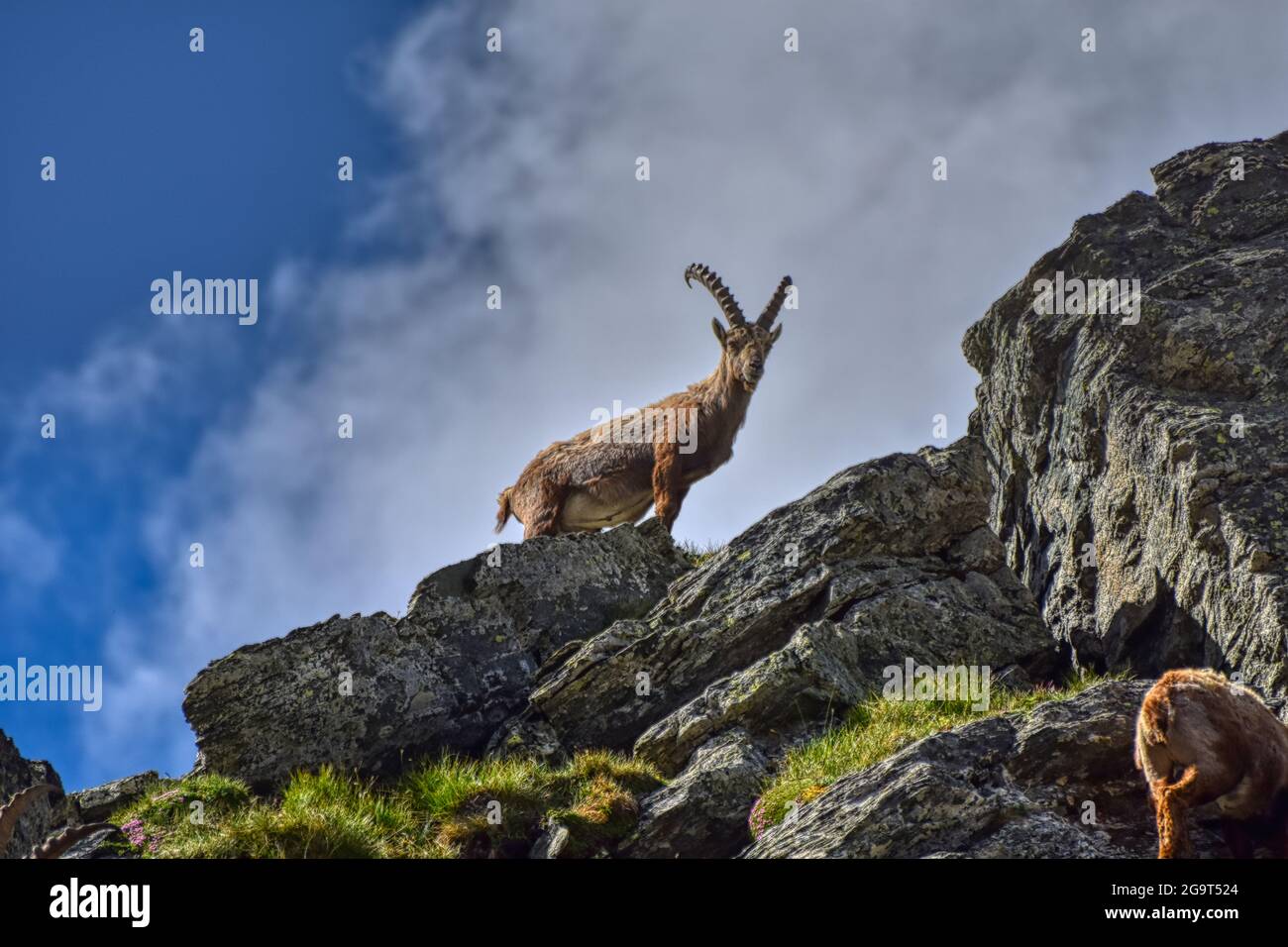 Steinbock, Steinböcke, Alpensteinbock, Ziege, Ziegenart, Alpen, Nationalpark, Hohe Tauern ...