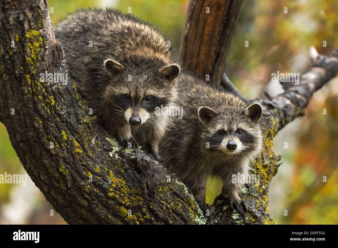 Raccoons in autumn hi-res stock photography and images - Alamy