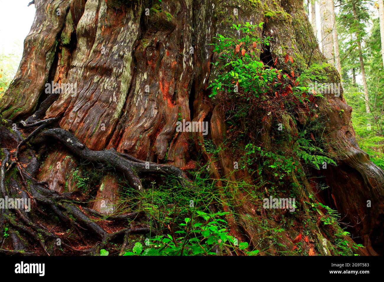 a exterior picture of an Pacific Northwest rainforest with old growth ...