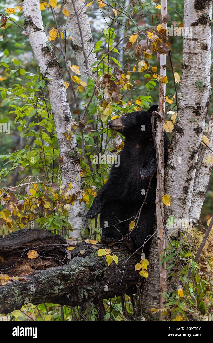 Black Bear (Ursus americanus) Sits on Log Leaning Against Birch Trees ...