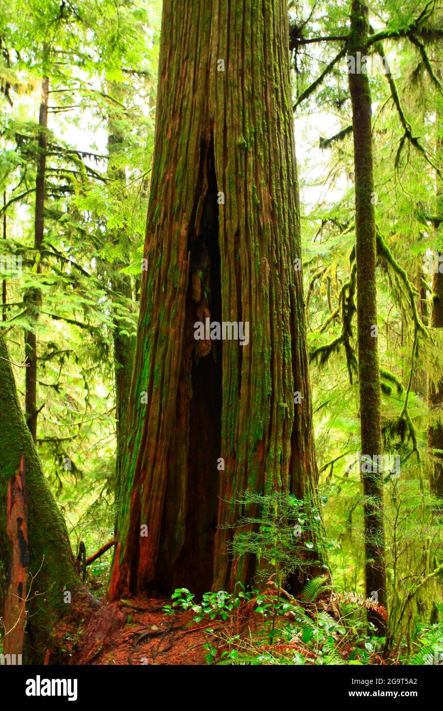 a exterior picture of an Pacific Northwest rainforest Stock Photo - Alamy