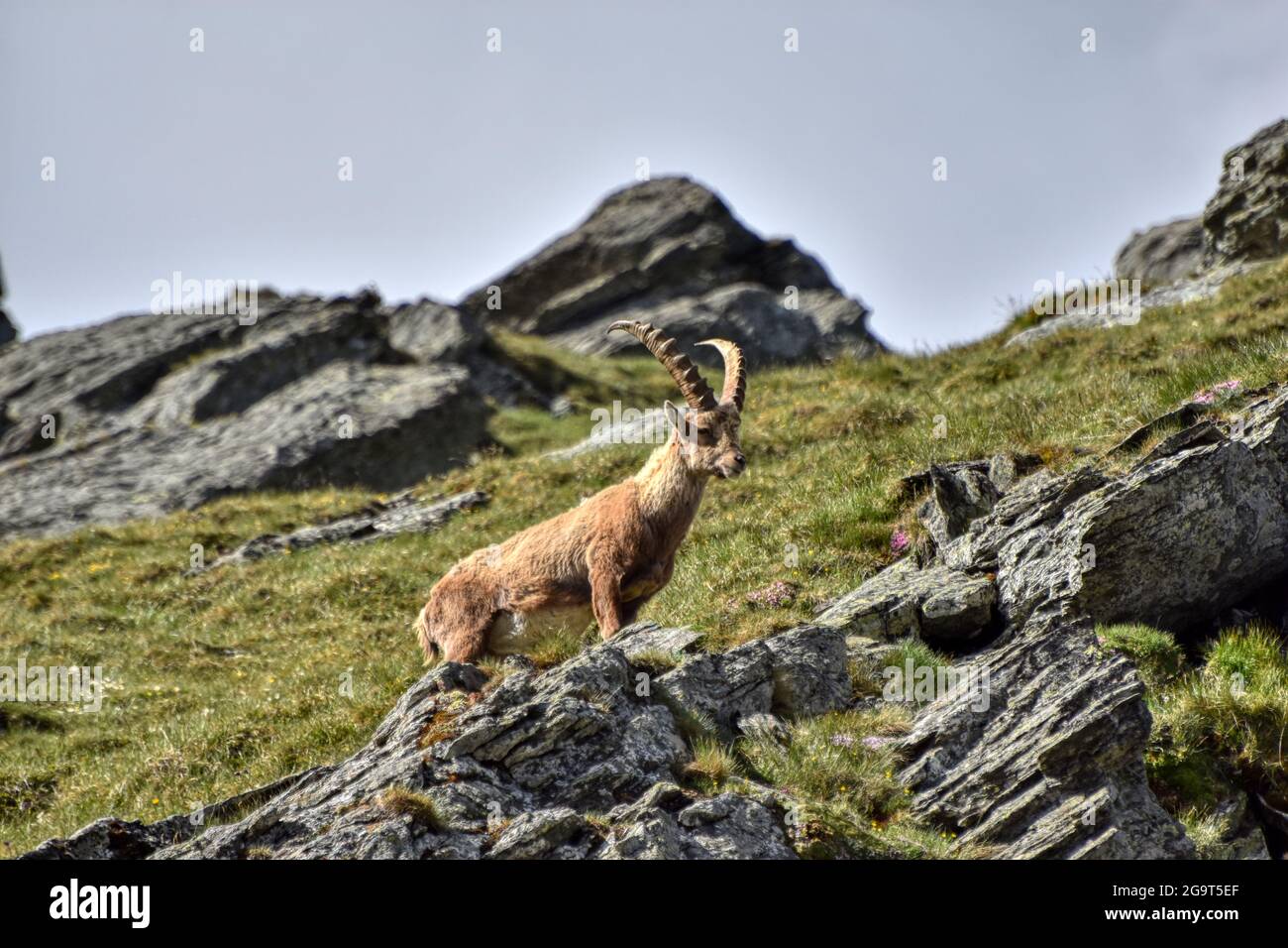 Steinbock, Steinböcke, Alpensteinbock, Ziege, Ziegenart, Alpen, Nationalpark, Hohe Tauern ...