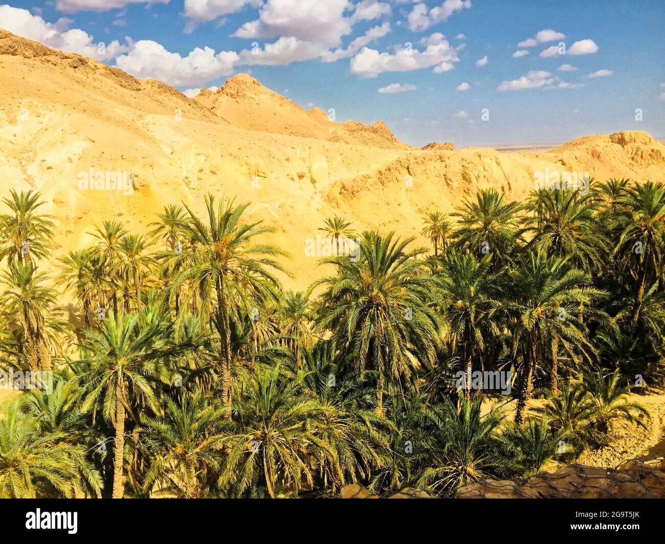 palm tree in the desert with sand dunes and blue sky, summer vacation ...