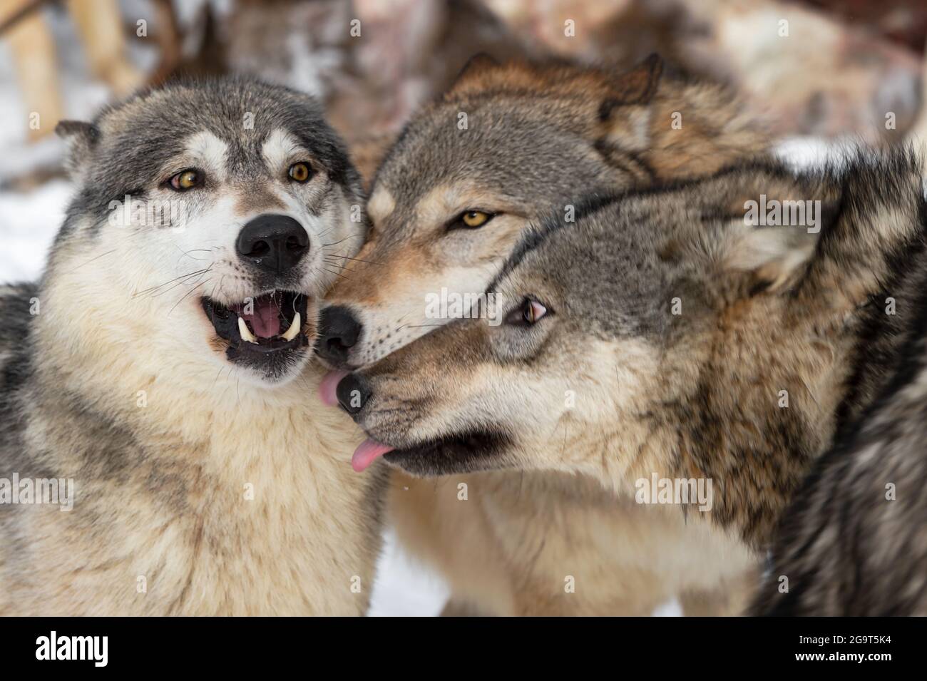 Three wolves heads hi-res stock photography and images - Alamy