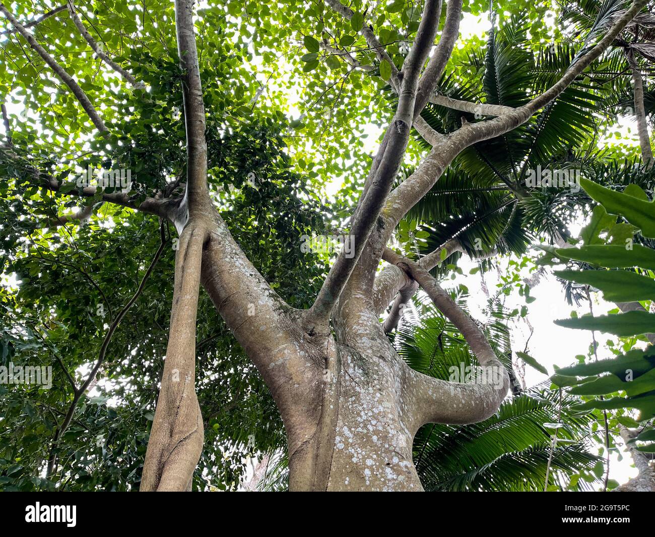 A unique banyon tree trunk found at a botanical garden in Florida Stock ...
