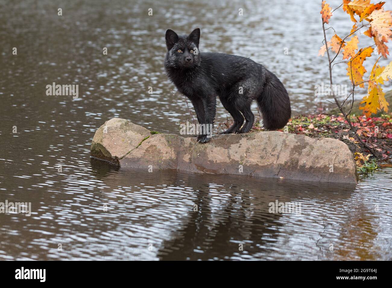 Silver Fox (Vulpes vulpes) Looks Up to Right on Rock Reflected Autumn ...