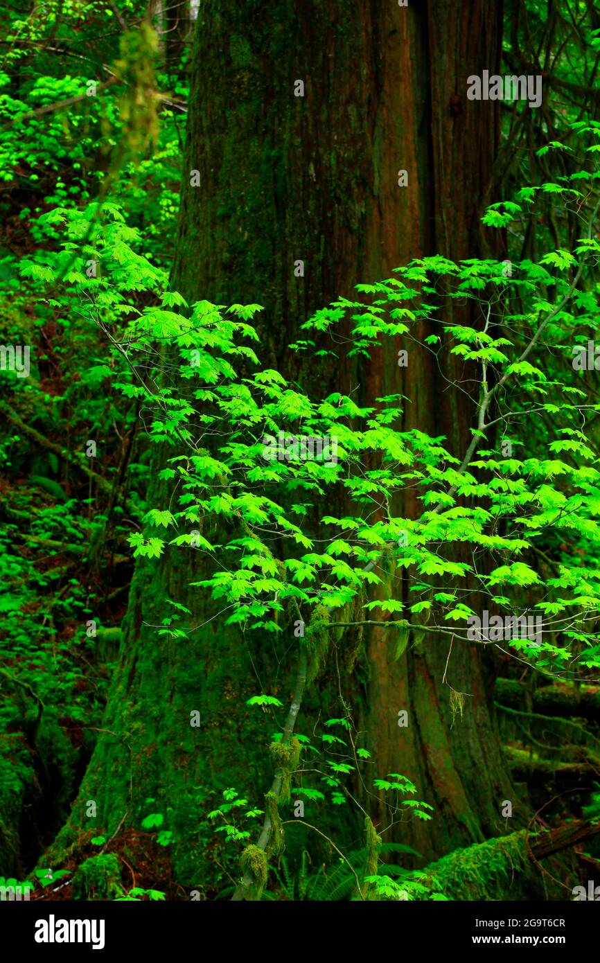 a exterior picture of an Pacific Northwest rainforest Stock Photo - Alamy