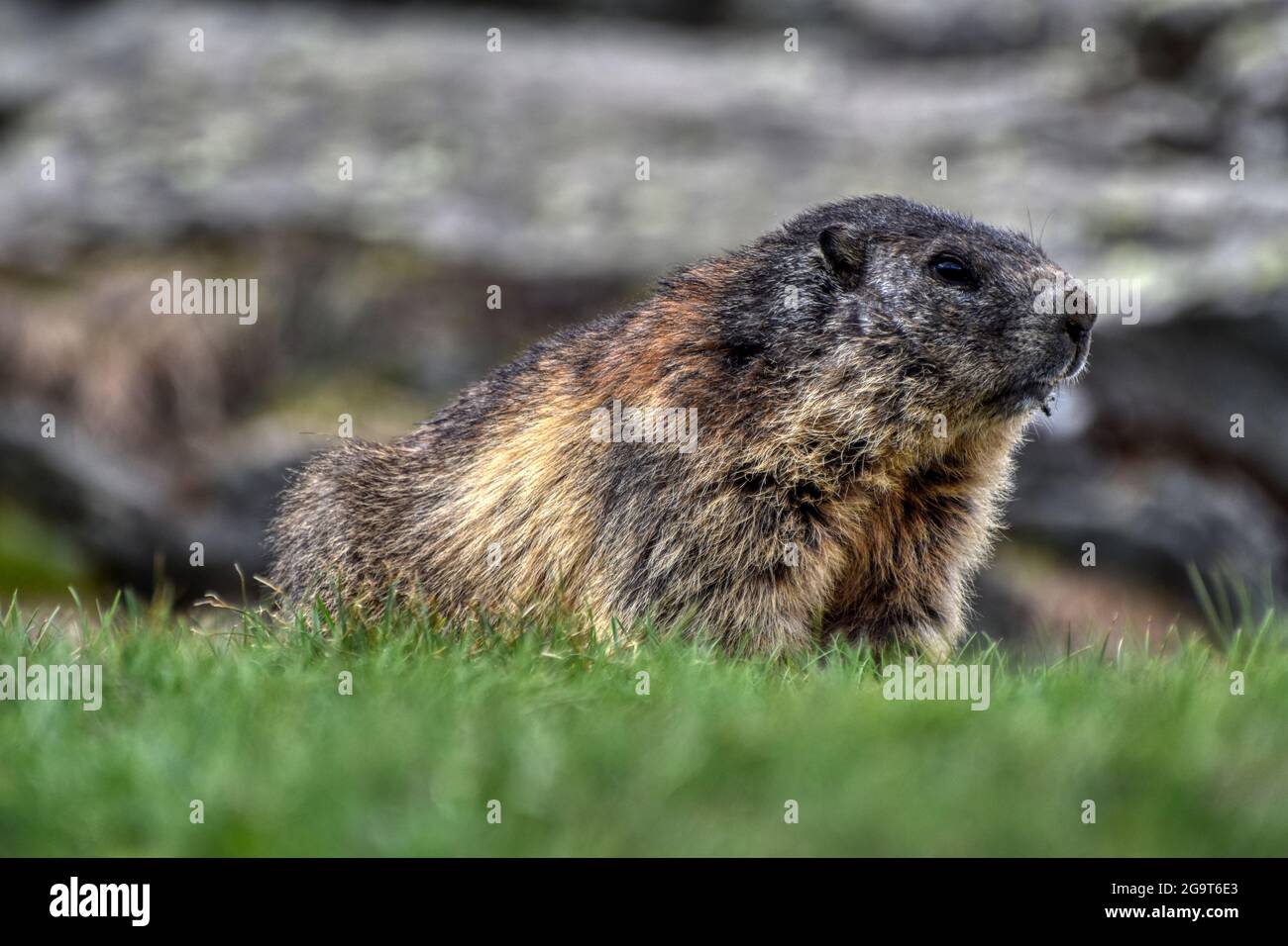 Murmeltier, Murmeltiere, Mankei, Munggen, Nagetier, Erdhörnchen ...