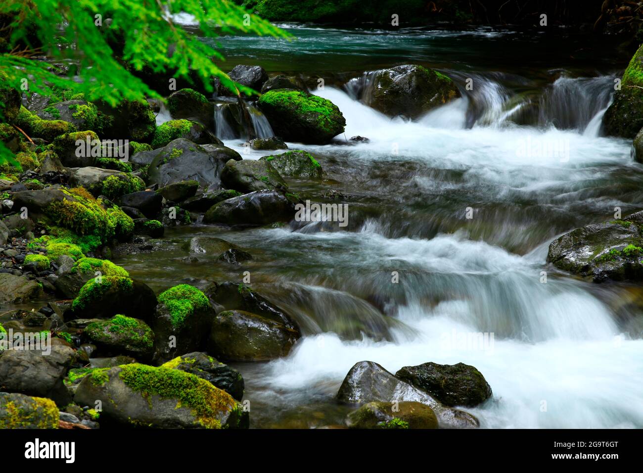a exterior picture of an Pacific Northwest rainforest river Stock Photo ...