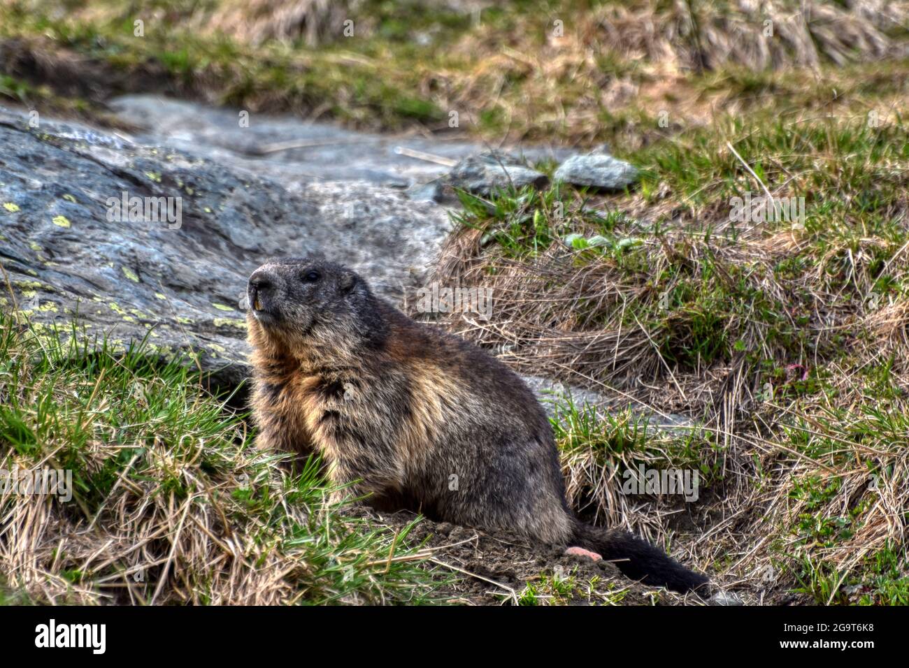 Sonnen alm hi-res stock photography and images - Alamy