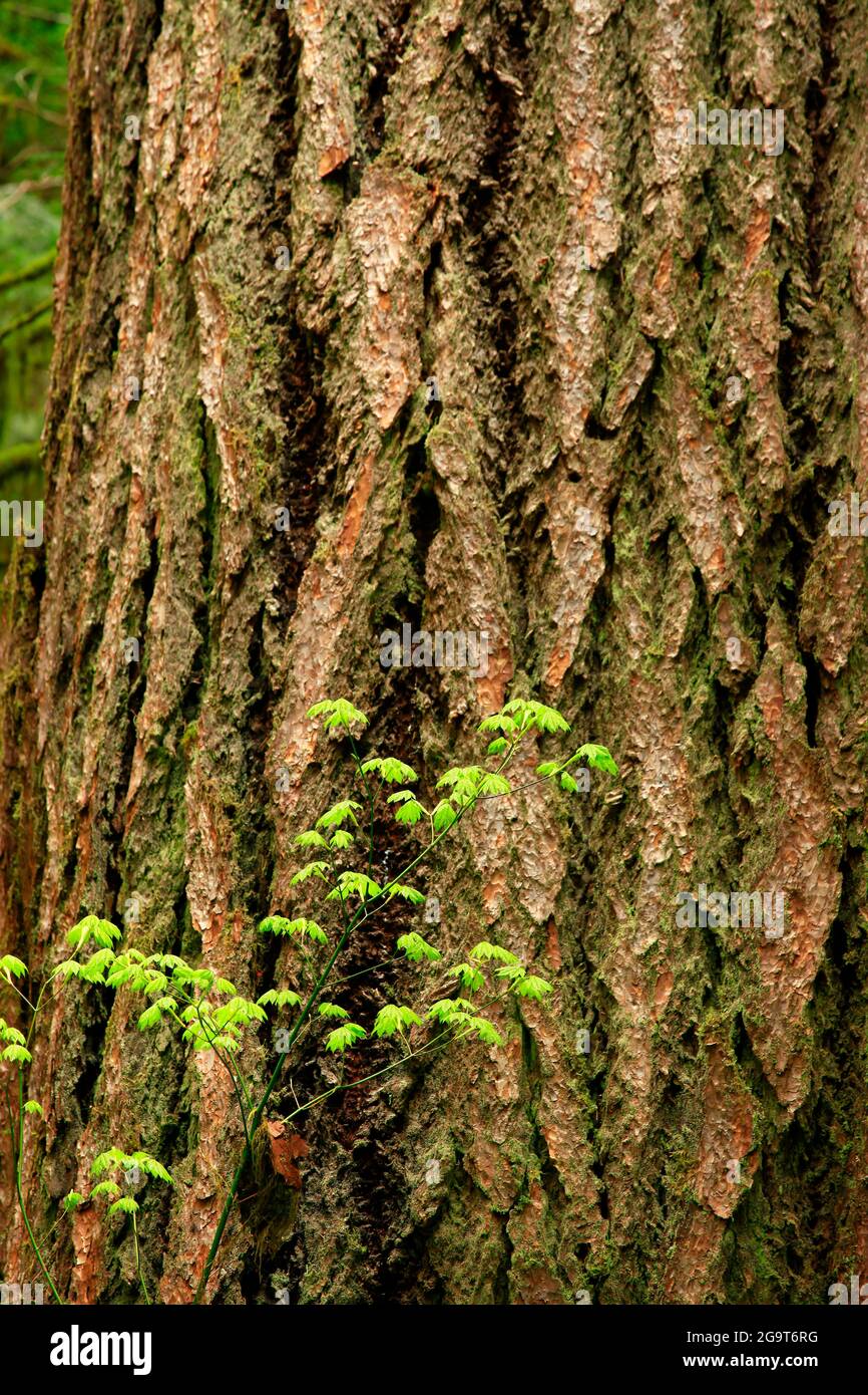 a exterior picture of an Pacific Northwest rainforest with conifer ...