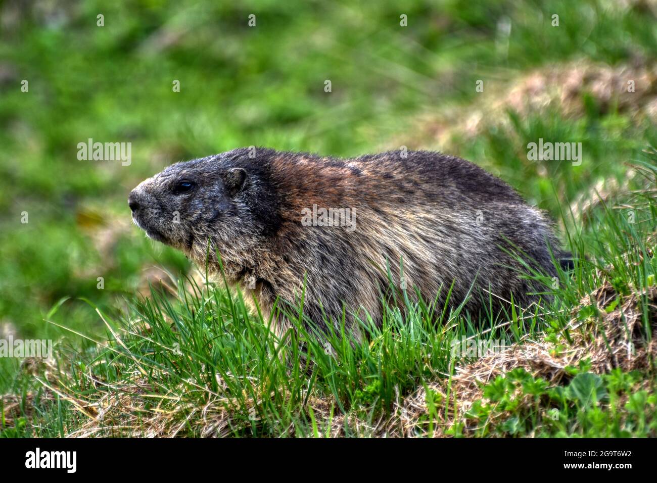 Murmeltier, Murmeltiere, Mankei, Munggen, Nagetier, Erdhörnchen ...