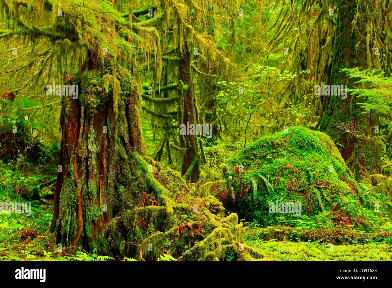 a exterior picture of an Pacific Northwest rainforest Stock Photo - Alamy