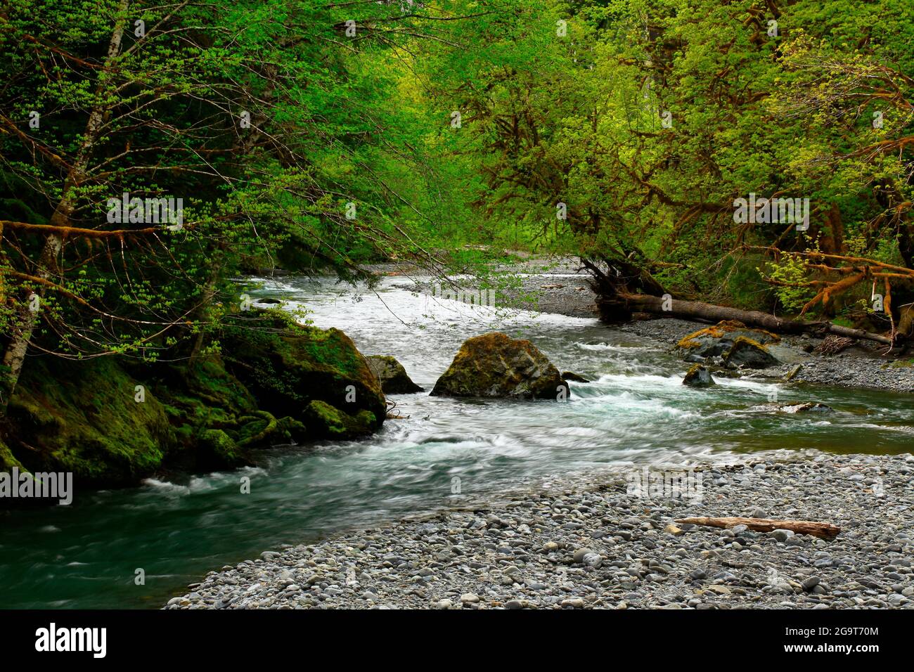 a exterior picture of an Pacific Northwest rainforest river Stock Photo ...