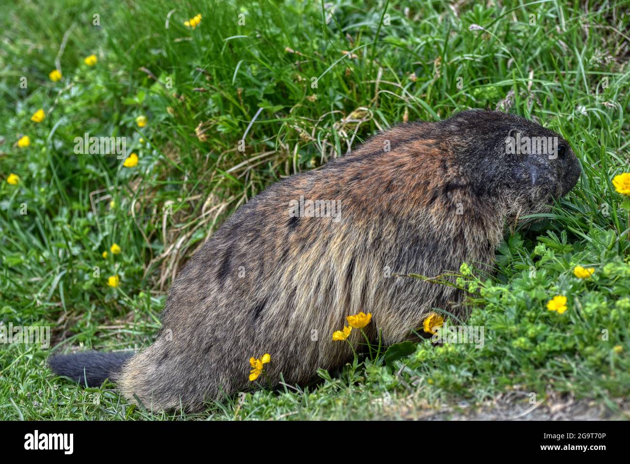 Murmeltier, Murmeltiere, Mankei, Munggen, Nagetier, Erdhörnchen ...