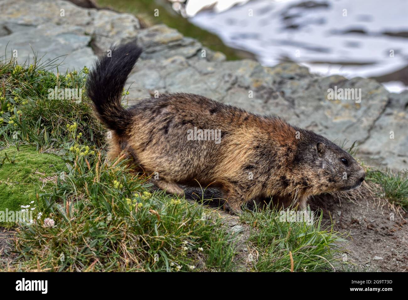 Murmeltier, Murmeltiere, Mankei, Munggen, Nagetier, Erdhörnchen ...