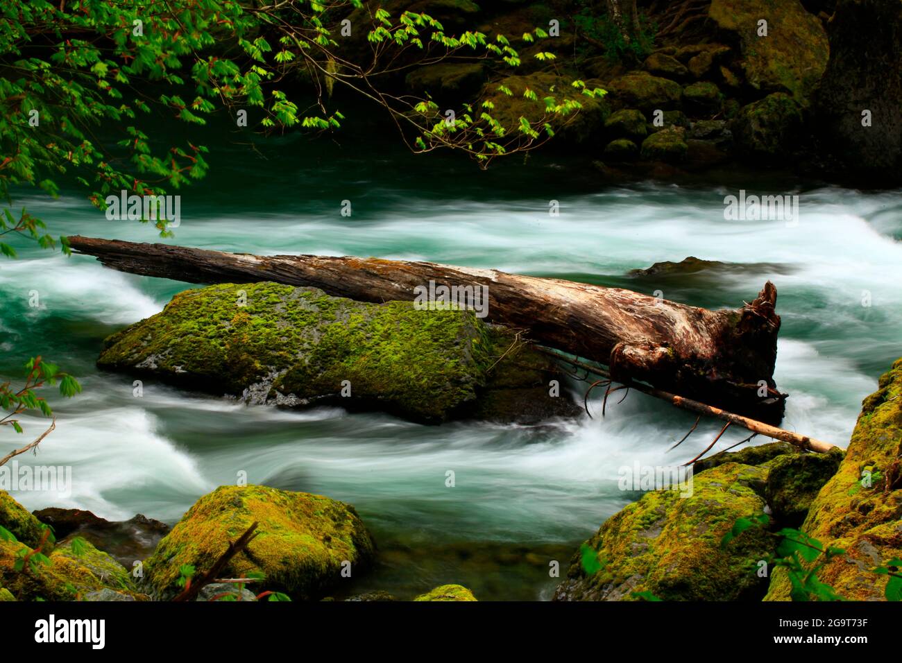 a exterior picture of an Pacific Northwest rainforest river Stock Photo ...
