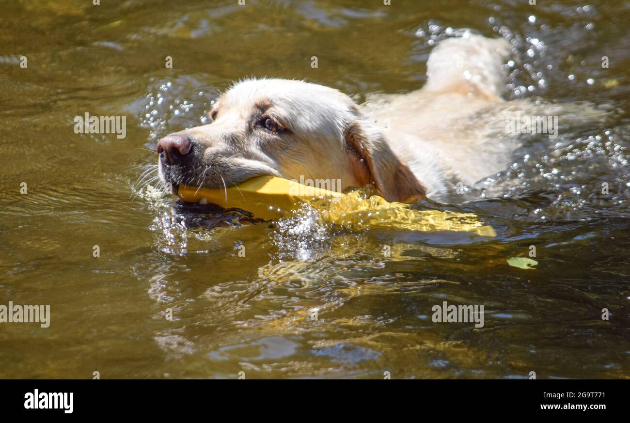Golden Labrador in river 200721 Stock Photo - Alamy