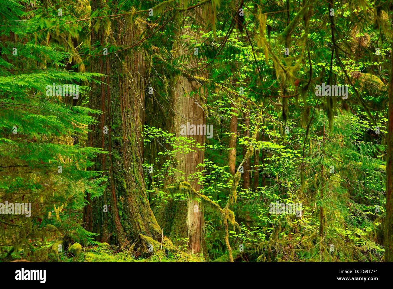 a exterior picture of an Pacific Northwest rainforest with conifer ...