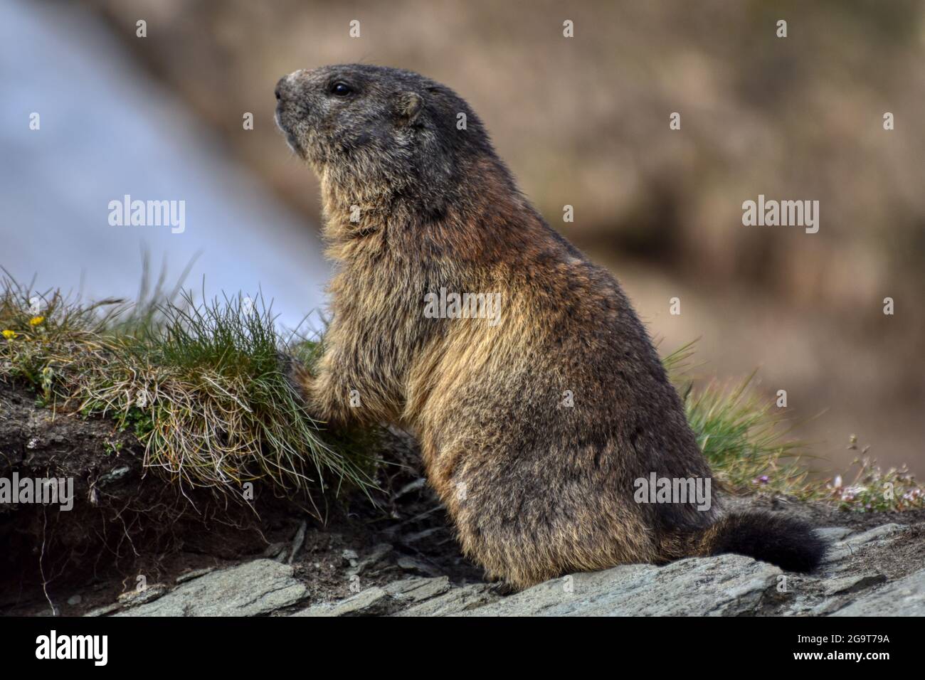 Munggen hi-res stock photography and images - Alamy