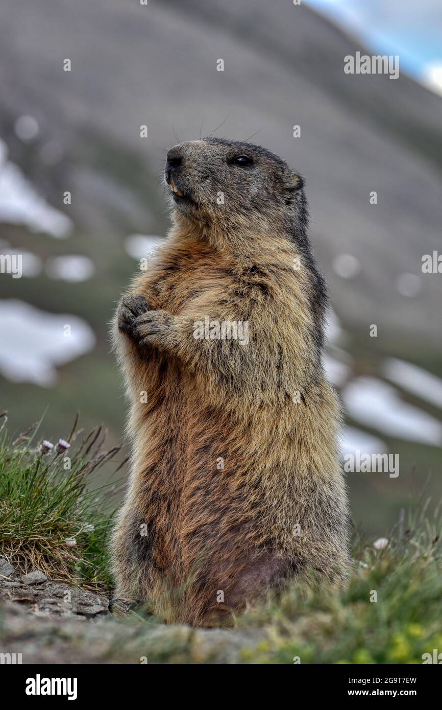 Murmeltier, Murmeltiere, Mankei, Munggen, Nagetier, Erdhörnchen ...