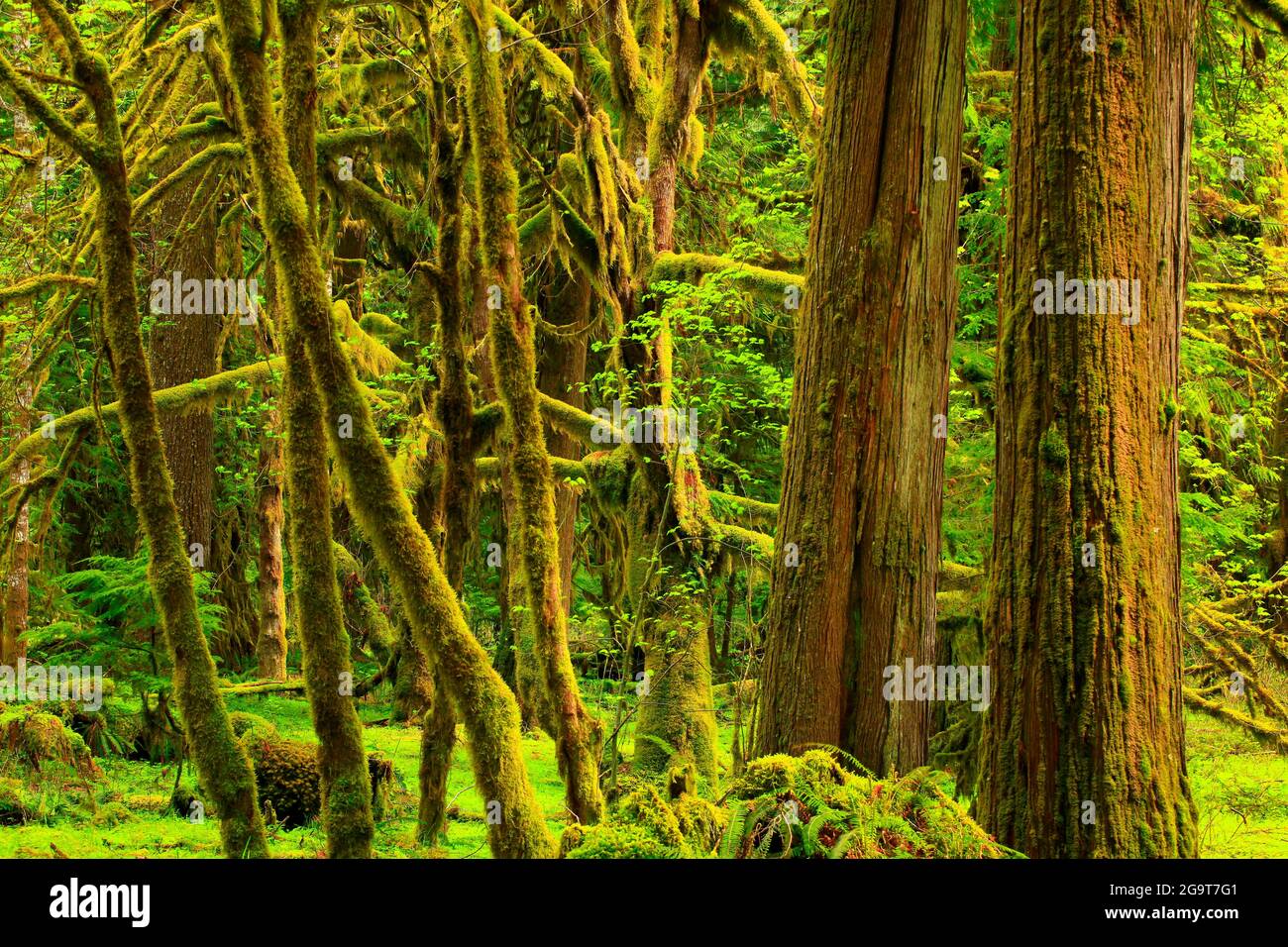 a exterior picture of an Pacific Northwest rainforest with conifer ...
