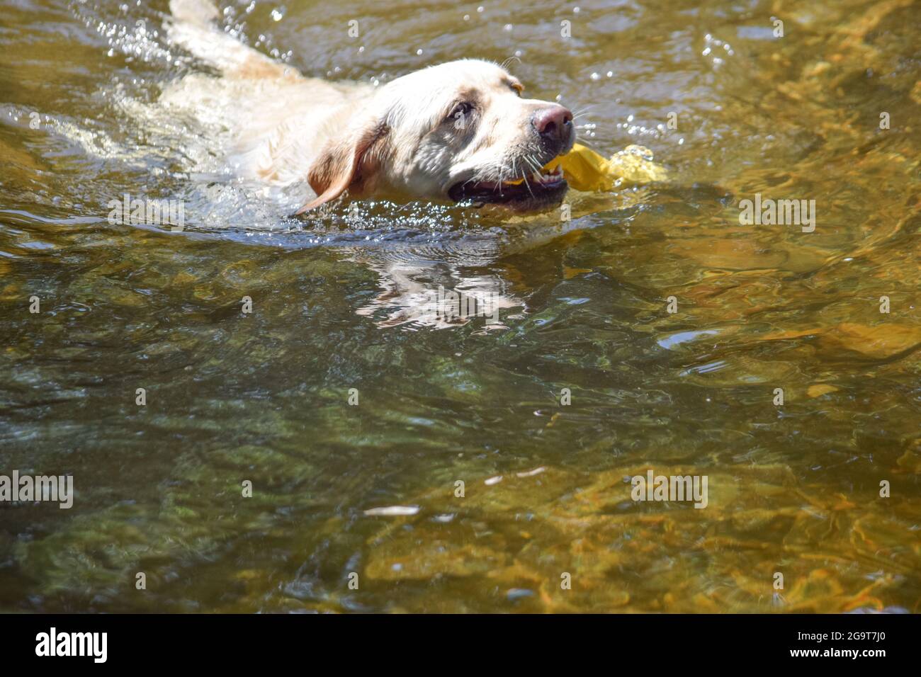 Golden Labrador in river 200721 Stock Photo - Alamy